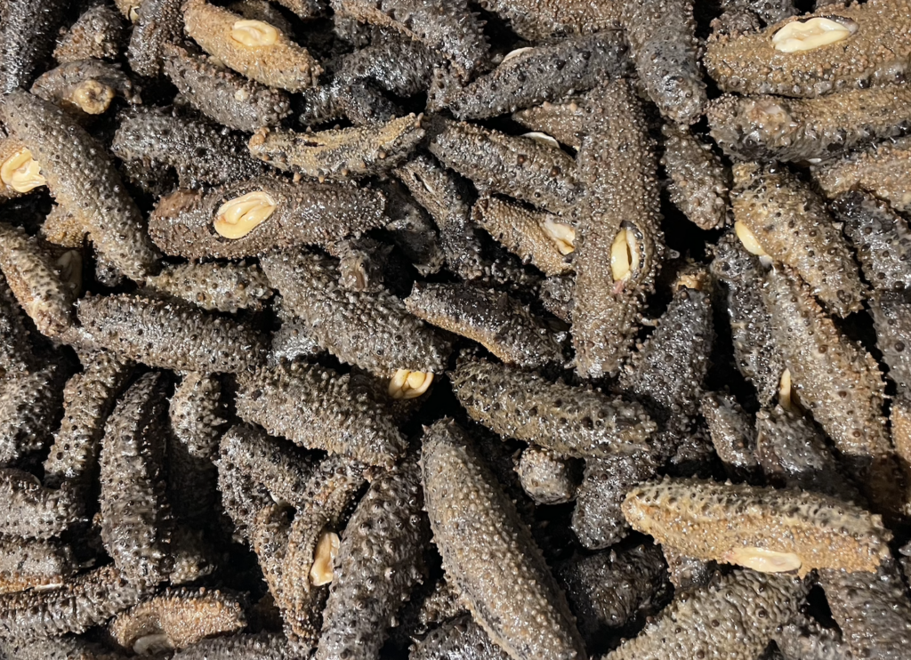 NZ Sea Cucumber - Star Group